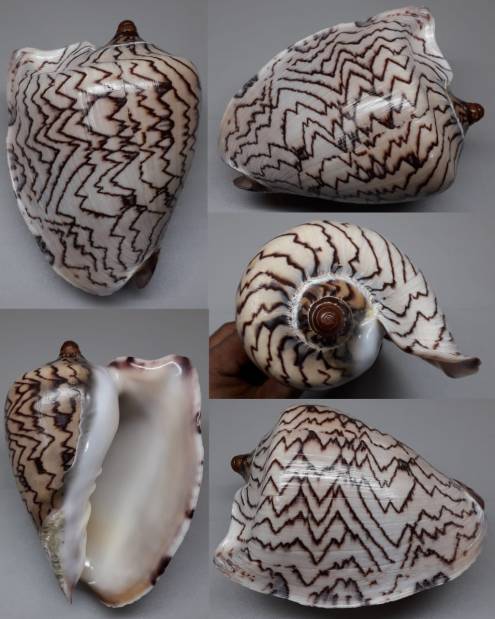 shellauction.net :: Cymbiola nobilis - 3895506