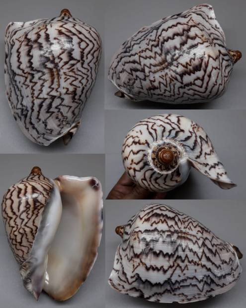 shellauction.net :: Cymbiola nobilis - 3895507