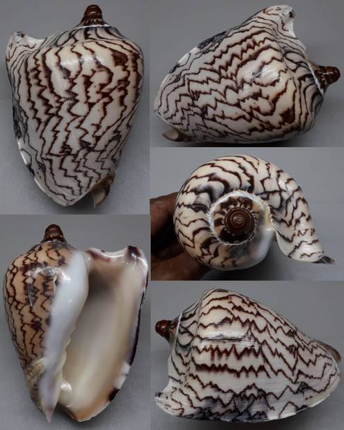 shellauction.net :: Cymbiola nobilis - 3895515