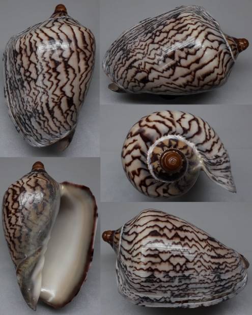 shellauction.net :: Cymbiola nobilis - 3895516