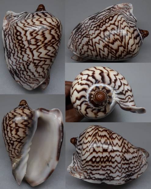 shellauction.net :: Cymbiola nobilis - 3895517