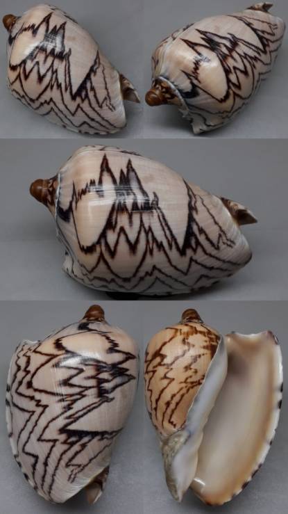 shellauction.net :: Cymbiola nobilis - 3895532