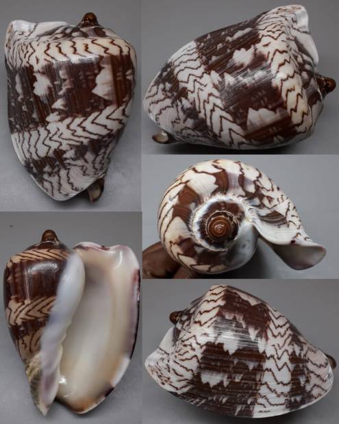 shellauction.net :: Cymbiola nobilis - 3895539