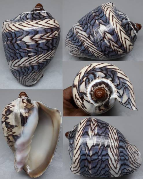 shellauction.net :: Cymbiola nobilis - 3895540
