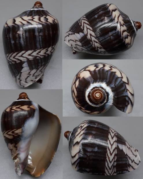 shellauction.net :: Cymbiola nobilis - 3895542