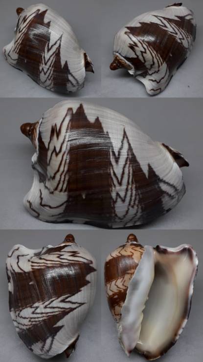 shellauction.net :: Cymbiola nobilis - 3895548