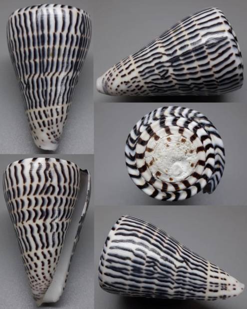 shellauction.net :: Conus leopardus - 3895636