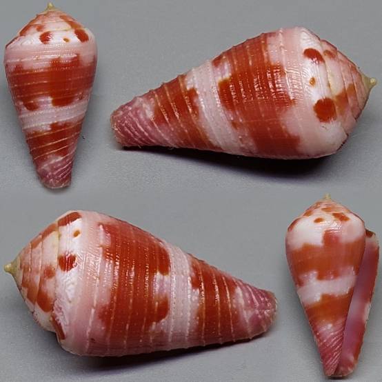 shellauction.net :: Conus pertusus - 3895705