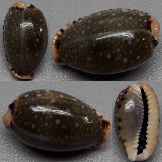 shellauction.net :: Naria labrolineata - 3895975