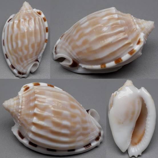 shellauction.net :: Phalium fimbria - 3896010