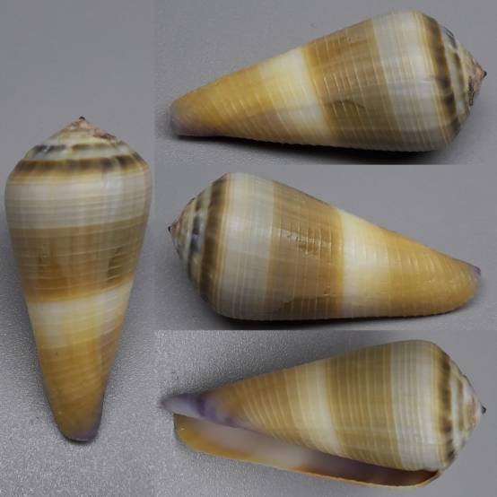 shellauction.net :: Conus terebra - 3896172