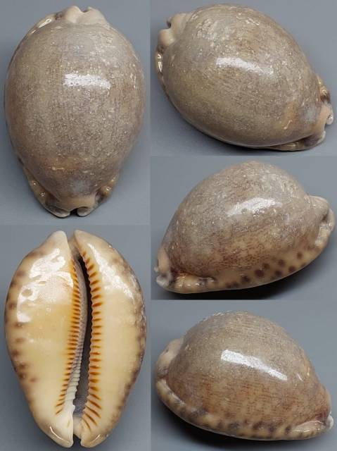 shellauction.net :: Mauritia arabica - 3896250