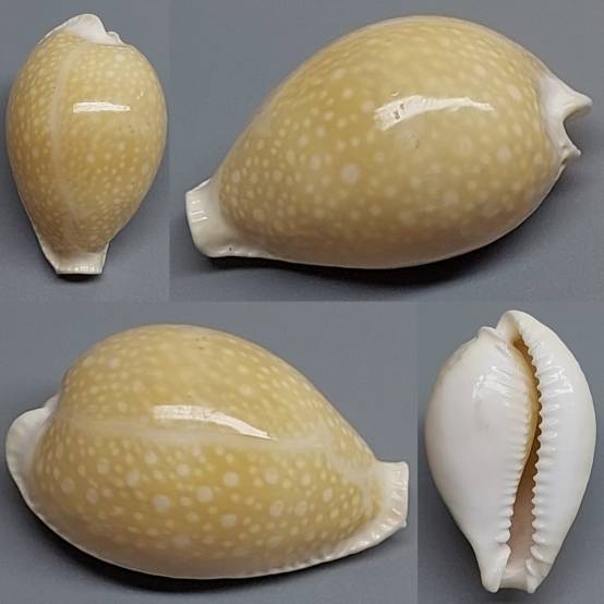 shellauction.net :: Naria miliaris - 3896372