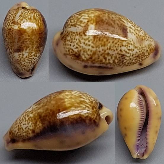 shellauction.net :: Contradusta walkeri - 3897043