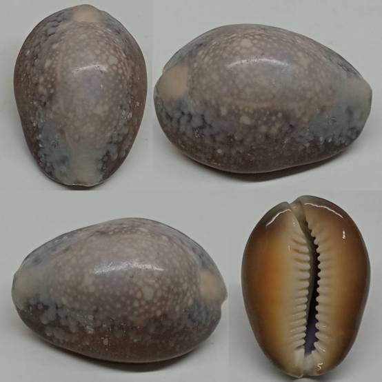 shellauction.net :: Monetaria caputserpentis - 3897596