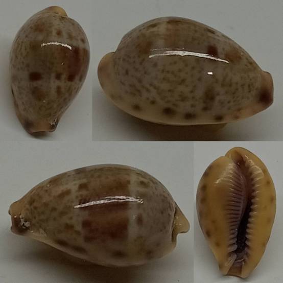 shellauction.net :: Contradusta walkeri - 3897611