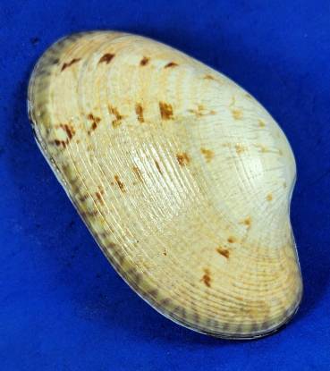 shellauction.net :: Paphia rotundata - 3897675