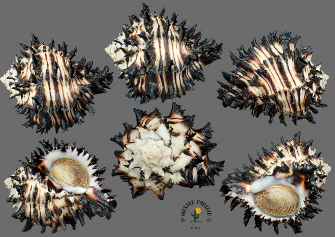shellauction.net :: Muricanthus radix - 3897922