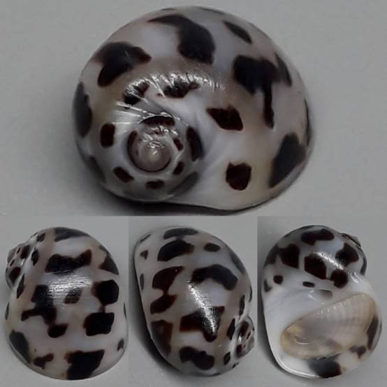 shellauction.net :: Naticarius onca - 3898425