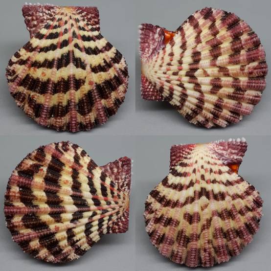 shellauction.net :: Gloripallium pallium - 3898476