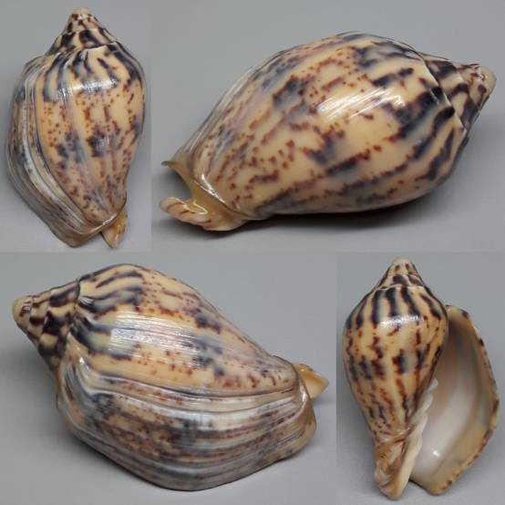 shellauction.net :: Cymbiola flavicans - 3898489
