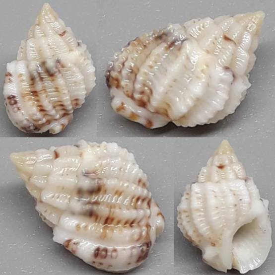 shellauction.net :: Nassarius sp. - 3898504