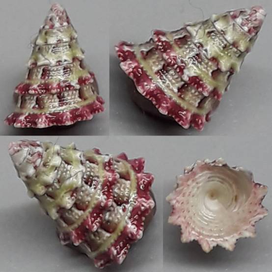 shellauction.net :: Trochus cumingii - 3898512