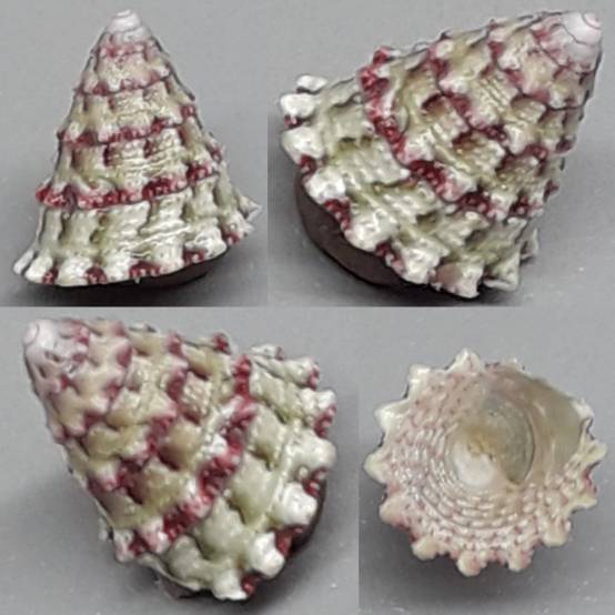 shellauction.net :: Trochus cumingii - 3898518