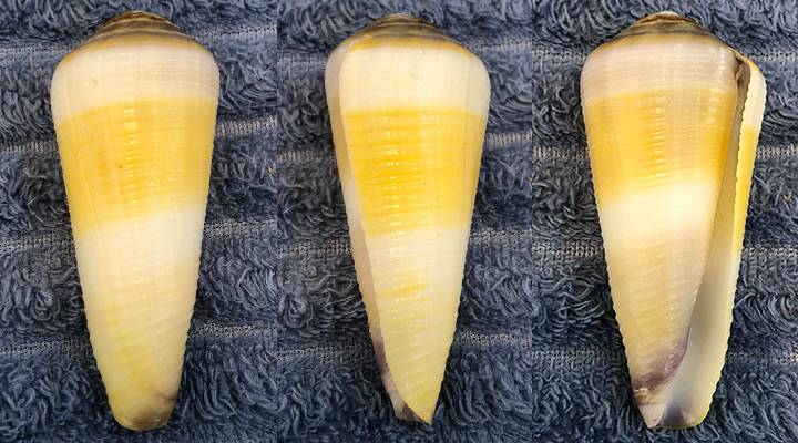shellauction.net :: Conus terebra - 3898546