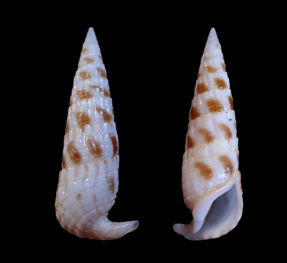 shellauction.net :: Terebra sp. - 3898842