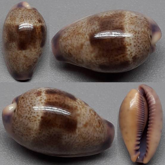shellauction.net :: Contradusta walkeri - 3898920