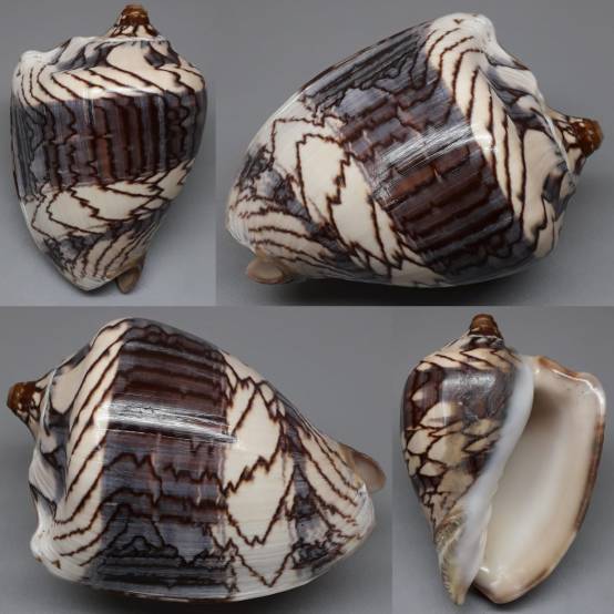 shellauction.net :: Cymbiola nobilis - 3899113