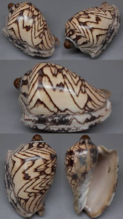 shellauction.net :: Cymbiola nobilis - 3899121