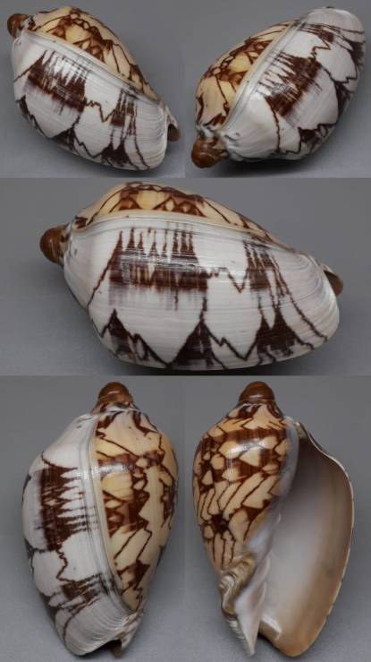 shellauction.net :: Cymbiola nobilis - 3899125