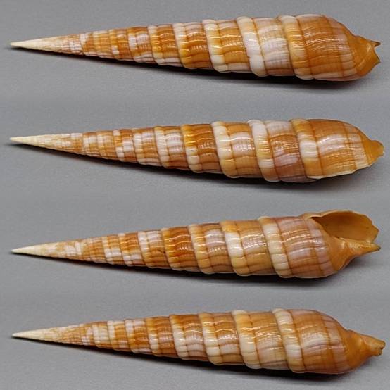 shellauction.net :: Terebra sp. - 3899188