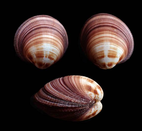 shellauction.net :: Antigona magnifica - 3899386