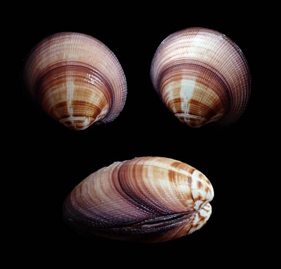 shellauction.net :: Antigona magnifica - 3899387