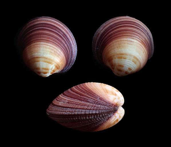 shellauction.net :: Antigona magnifica - 3899388