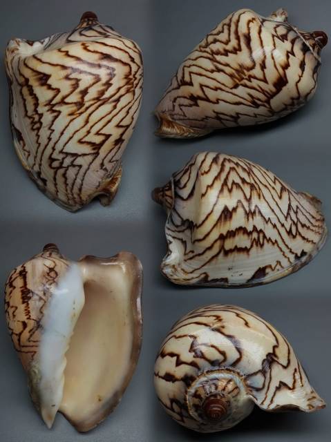 shellauction.net :: Cymbiola nobilis - 3900097