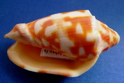 shellauction.net :: Cymbiola deshayesi - 3900145