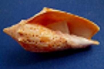 shellauction.net :: Cymbiola (Cymbiolacca) complexa fraserensis - 3900158