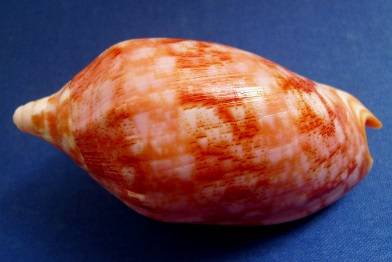 shellauction.net :: Cymbiola (Cymbiola) rutila norrisii - 3900167