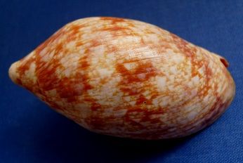shellauction.net :: Cymbiola (Cymbiola) rutila macgillivrayi - 3900172