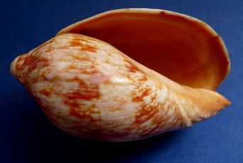 shellauction.net :: Cymbiola (Cymbiola) rutila macgillivrayi - 3900172