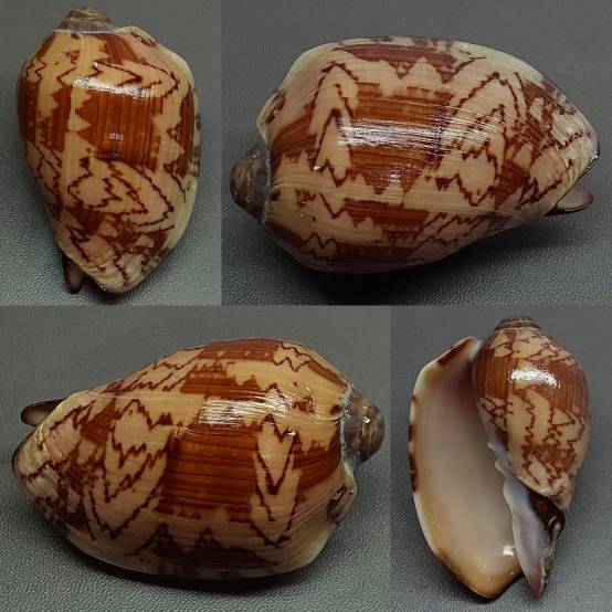 shellauction.net :: Cymbiola nobilis - 3900173