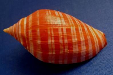 shellauction.net :: Harpulina aurisiaca vexilium - 3900198