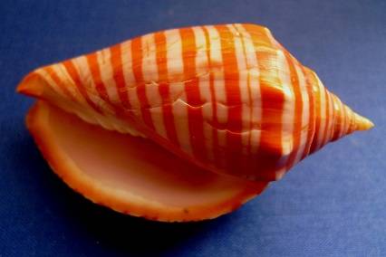 shellauction.net :: Harpulina aurisiaca vexilium - 3900198