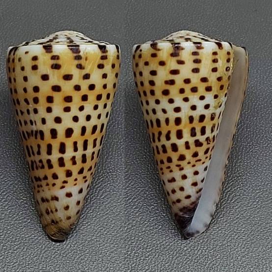 shellauction.net :: Conus litteratus - 3900311