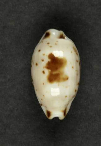 shellauction.net :: Cypraea hirundo francisca - 3900338