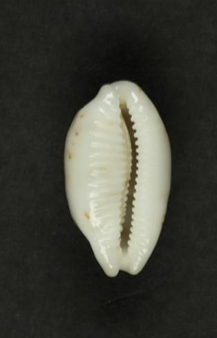 shellauction.net :: Cypraea hirundo francisca - 3900338